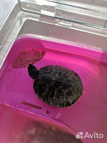 Черепаха с клеткой