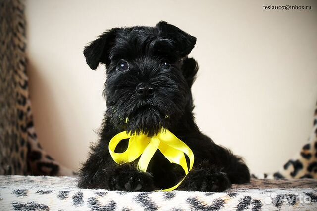 Цвергшнауцер щенки