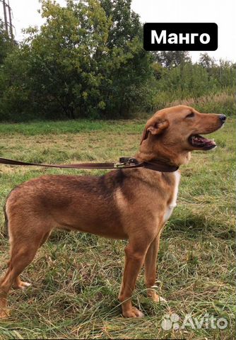 Отдам собаку в добрые руки