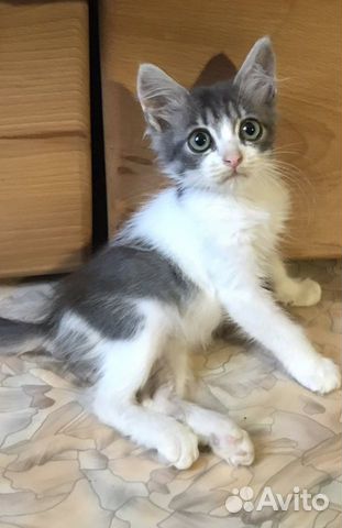 Котёнок(девочка 2 мес.) в надёжные руки