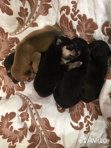 Шенята помеси Той-терьер и пинчер