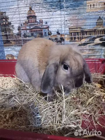 Декоративные кролики