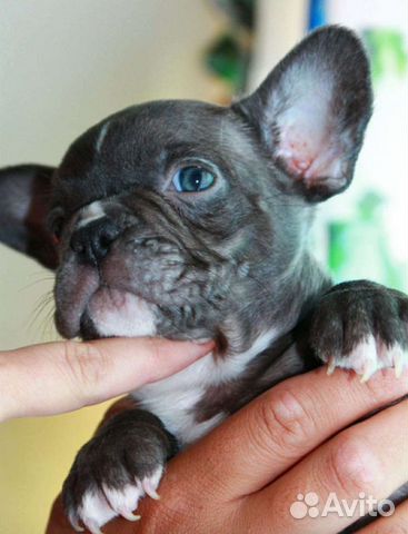 Французский бульдог