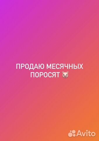 Продаю месячных поросят