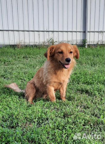 Ищет дом мелкий пёсик Арсик