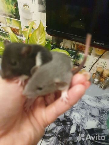 Крысята Дамбо