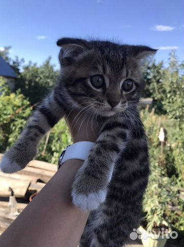 Вислоухий котенок
