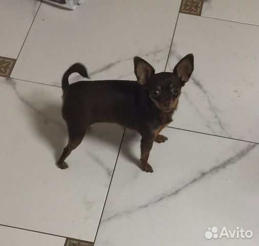 Мини той-терьер