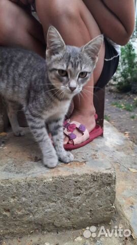 Мега ласковый котёнок,3 месяца в добрые руки