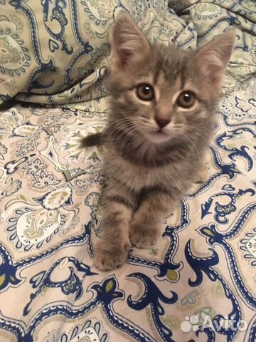 Котята 4 недели