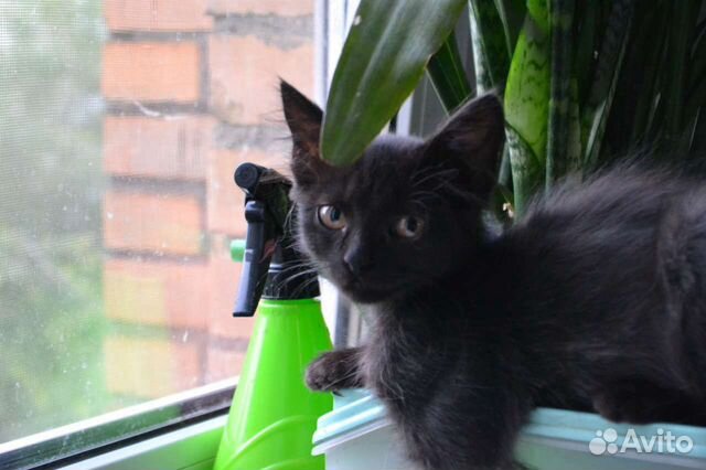 Черный котенок