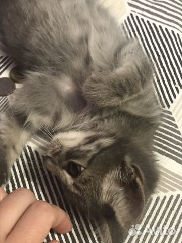 Котенок глазастый