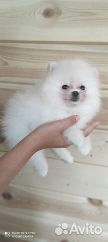 Померанский шпиц