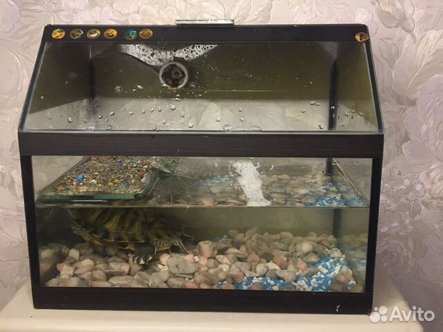 Морские черепашки