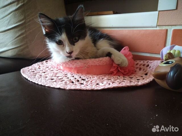 Очаровашка котенок