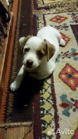 Джек Рассел терьер щенок метис в добрые руки отдам