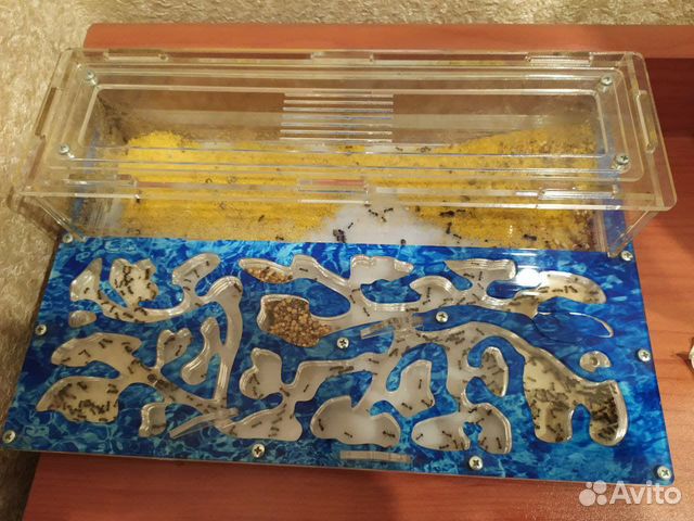 Муравьиная ферма (формикарий) с муравьями, б/у