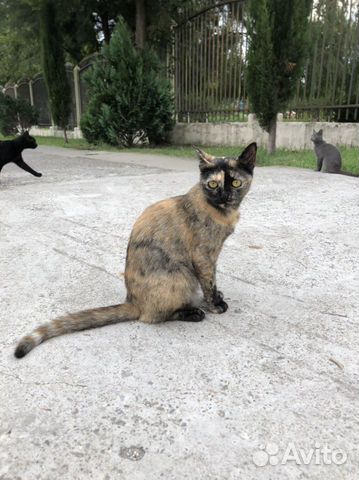 Кошка черепашка