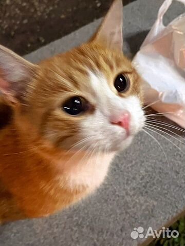 Котик в добрые руки