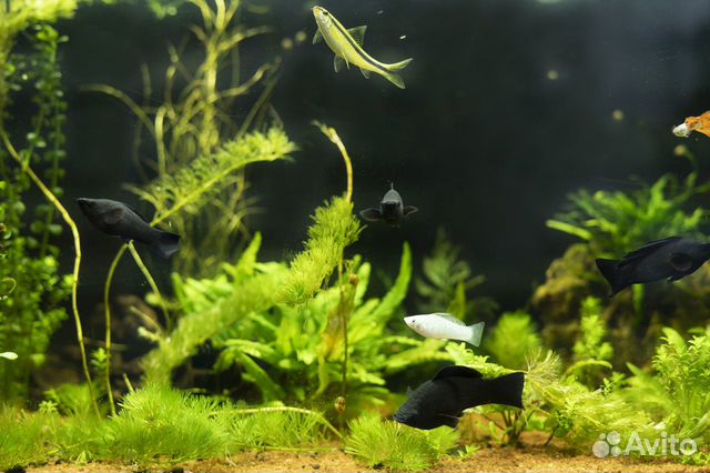 Аквариумные рыбки