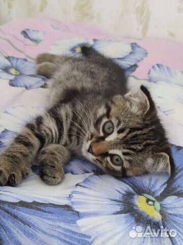 Шотландская вислоухая кошка