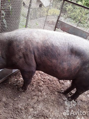 Продается кабан на мясо