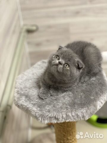 Экзот экстремал голубого окраса