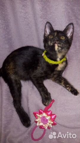 Девчонка ищет дом