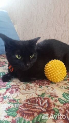 Красивая чёрная кошечка с зелёными глазами