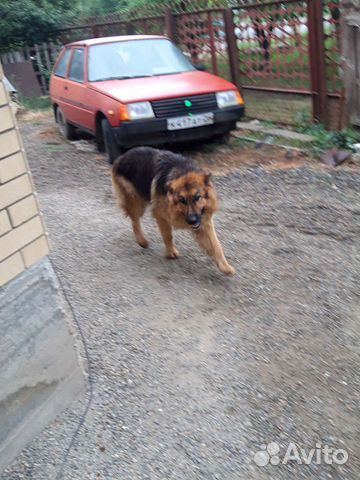 Собака в добрые руки овчарка