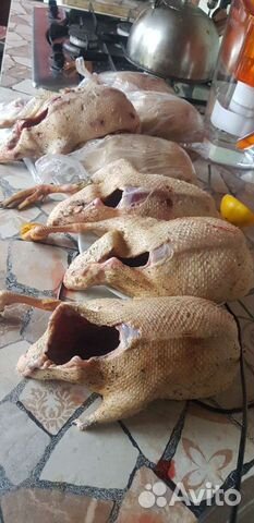 Утка, тетерев, и другая дичь