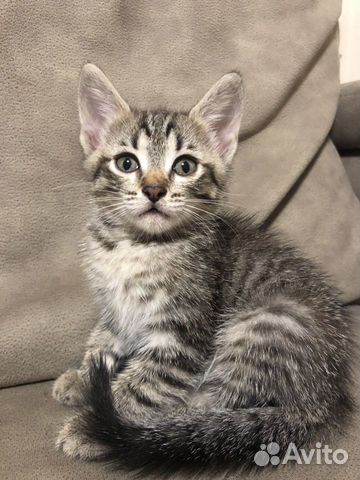 Очаровательная кошечка, 1,5 месяца
