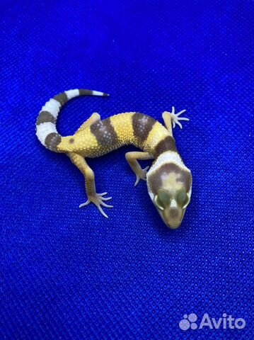 Эублефар Hypo Tangerine het Raptor самка