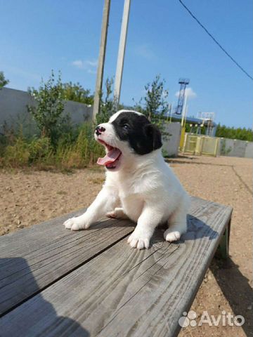 Бутузики-карапузики в муниципальном приюте