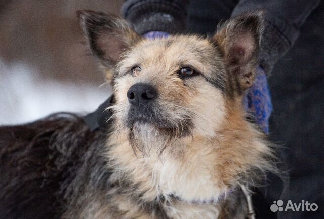 Собака в добрые руки Джульетта