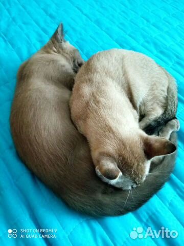 Котята три месяца 20 августа будет цена договорная