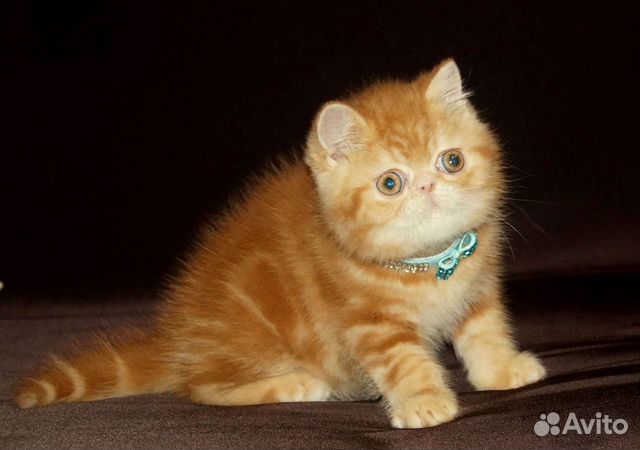 Экзотический Рыжик
