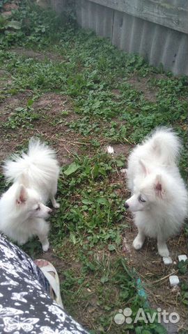 Маленькая собака шпиц немец 4 мес