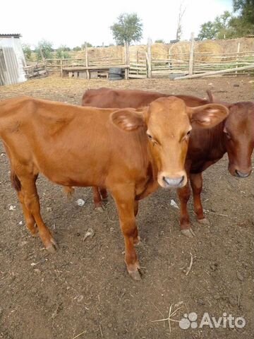 Бычки и телята