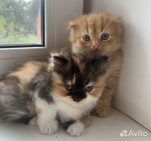 Вислоухие котята