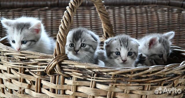 Шотландские котятки (2 мес.)