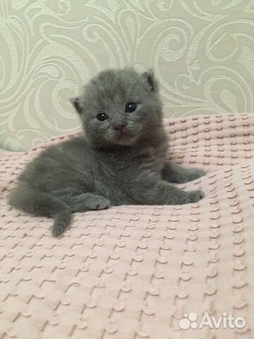 Шотландские котята