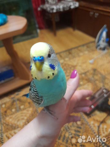 Потерялся мой любимец - попугайчик