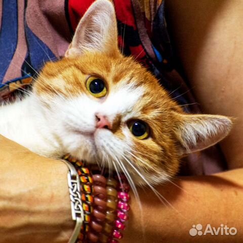 Кошечка-апельсинка