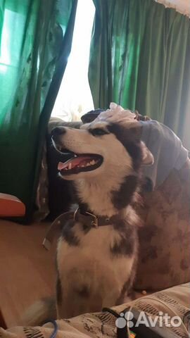 Сибирский хаски