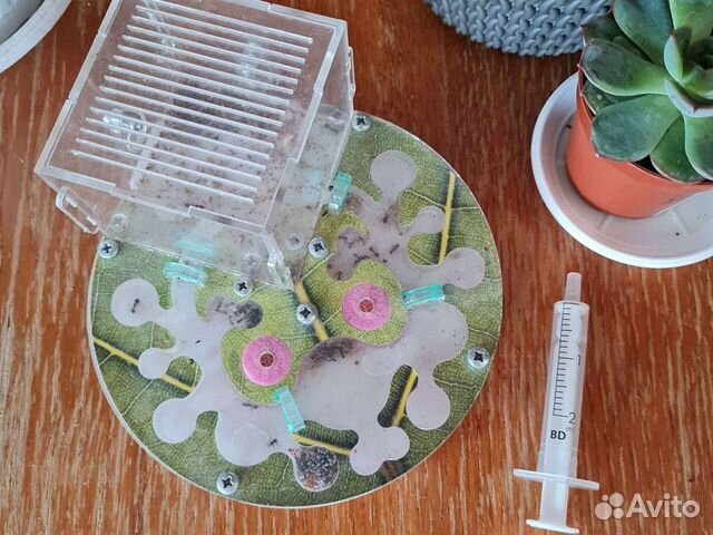 Фармикарий с муравьями