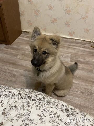 Собака немецкий шпиц метис