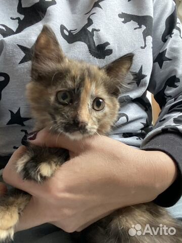 Котята в добрые руки приучены к лотку