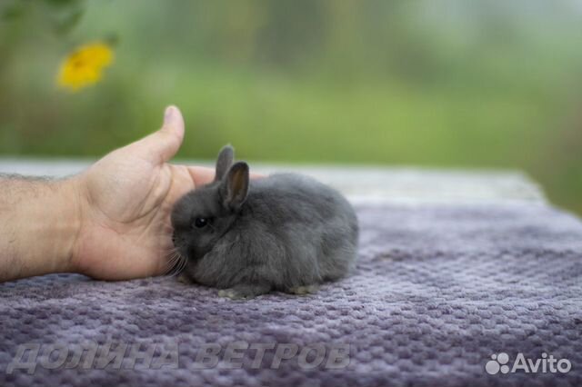 Девочка минор голубого окраса