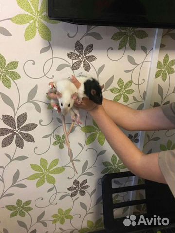 Крысы дамбо с большой клеткой